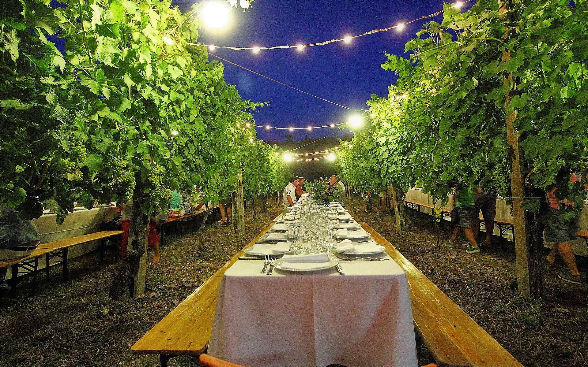 Cena toscana in vigna